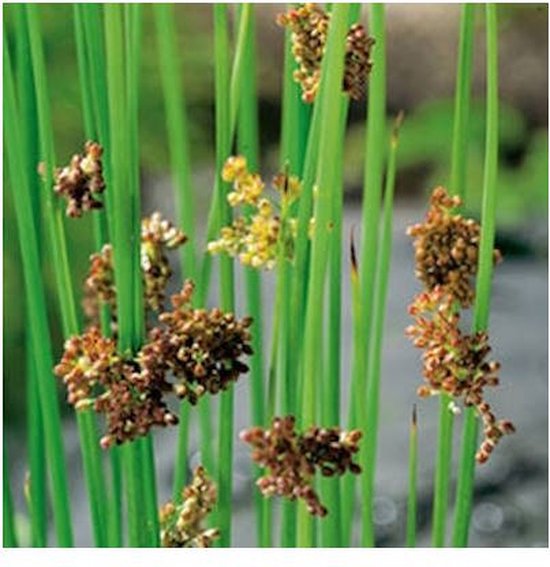 Moerings Juncus Effusus | Pitrus | In 18CM Mand Kant en Klaar | bol