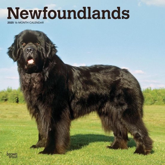 Newfoundlander Kalender 2025 | bol