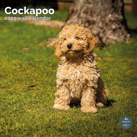 Cockapoo Kalender 2025 | bol