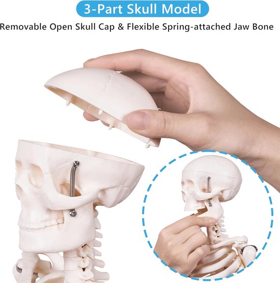 Mini anatomisch skelet model - 33,4 inch met beweegbare ledematen en metalen standaard | bol