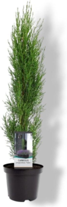 Cupressus sempervirens Totem 40-50 cm Conifeer | bol