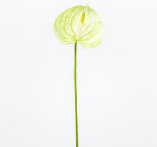DutchFlowers - Boeket - 12x Anthurium extase | bol