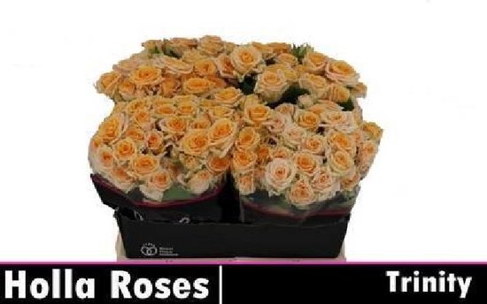 DutchFlowers - Boeket - 10x Rosa trinity 40cm | bol
