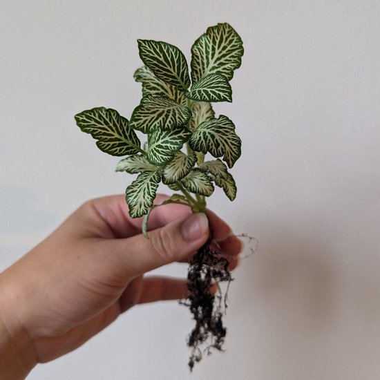 Fittonia White Tiger | Fittonia stekje | bol