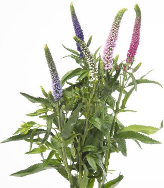 DutchFlowers - Boeket - 25x Veronica smart colours mix/pak 50cm | bol