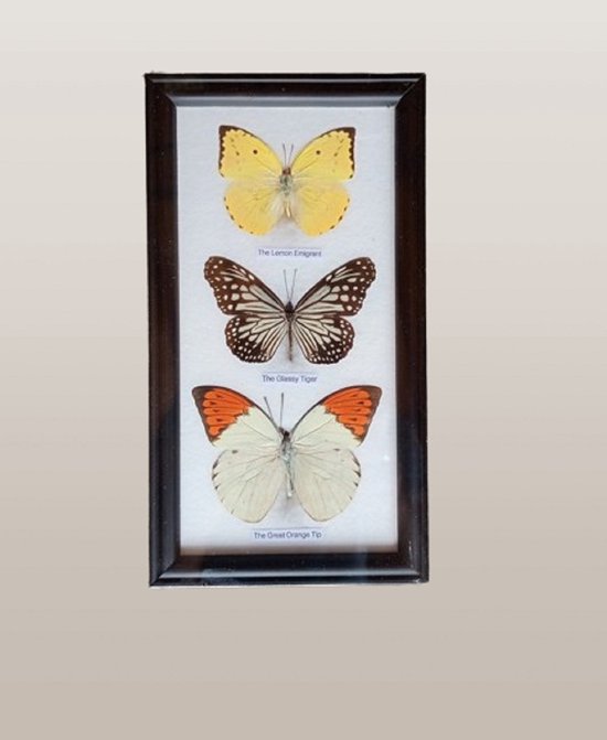 vlinder vlinders vlinder echt insect insecten opgezette vlinder ...