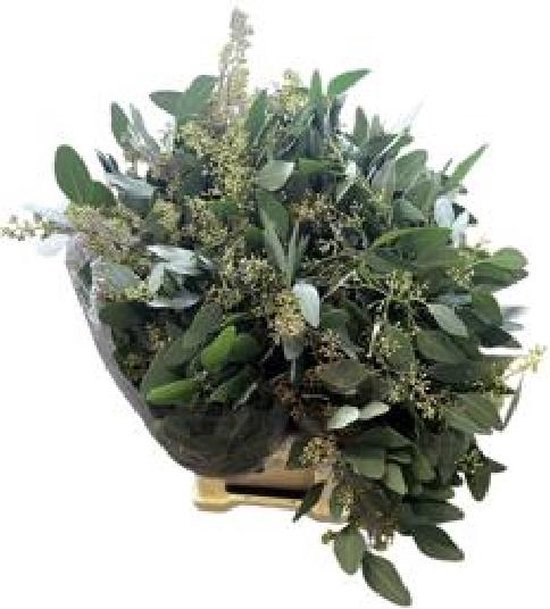 DutchFlowers - Boeket - 5x Eucalypthus pol bes 60cm | bol