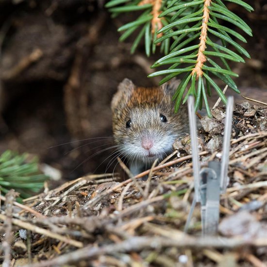 relaxdays 4 x muizenval - muizenklem - muizenvanger - metaal - voor ...