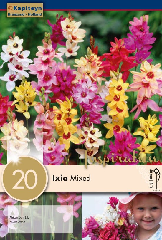 Ixia Mixed - lelie - zomerbollen | bol
