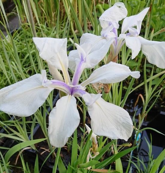 Japanse witte lis (Iris laevigata snowdrift) - Vijverplant - 3 losse ...