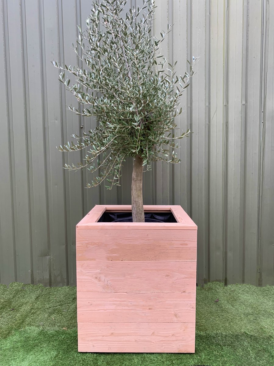 Olijfboom 160 cm incl Medium Plantenbak 75 x 75 x 85 - Grote Olijfboom ...