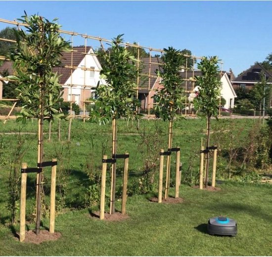 Leilaurier 120 cm | Prunus laurocerasus 'Caucasica' 6-10 cm 120 cm ...