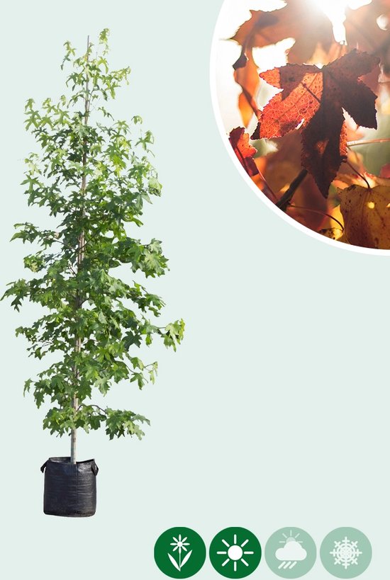 Amberboom laagstam | Liquidambar styraciflua | Bomenbezorgd.nl | bol