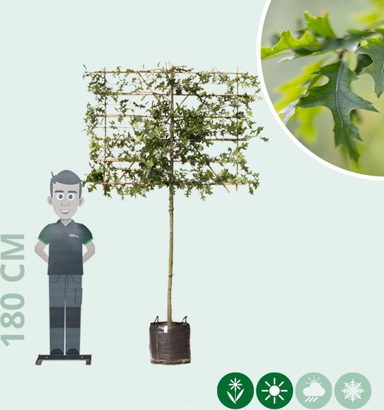 Moeraseik leiboom 150 cm | Quercus palustris 6-10 cm 150 cm ...