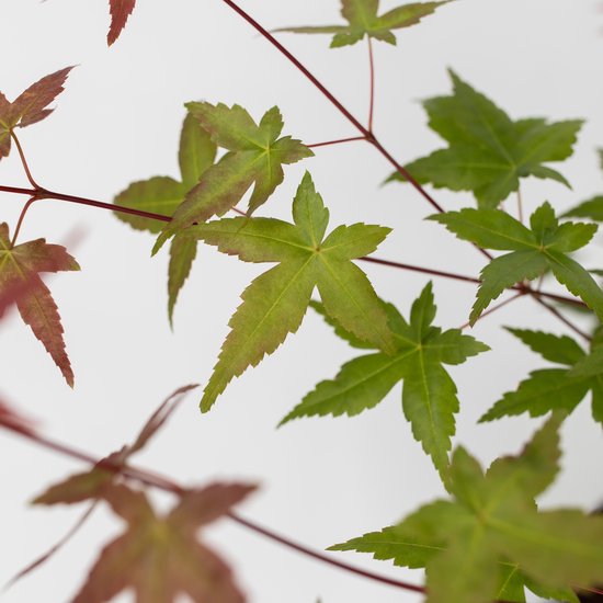 Plant in a Box - Acer palmatum ´Beni Maiko´ - Set van 2 - Japanse ...