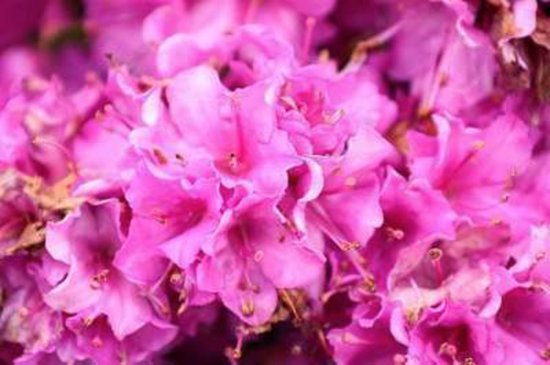 Azalea japonica - Azalea paars 50- 60 cm in C10 pot | bol