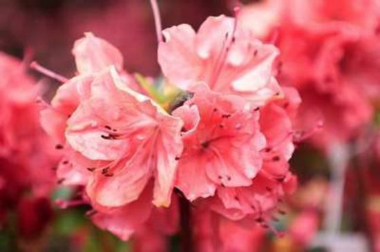 Azalea japonica Orange/orange - Azalea 50- 60 cm in C10 pot | bol