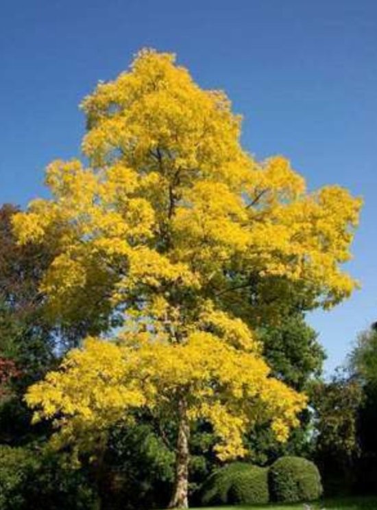 Robinia pseud. 'Frisia' - Valse Acacia, Gouden Valse Acacia 16/18 cm ...