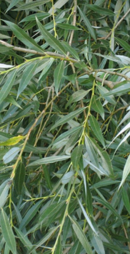 Salix alba 'Liempde' - Schietwilg, Knotwilg 16/18 cm stamomtrek ...
