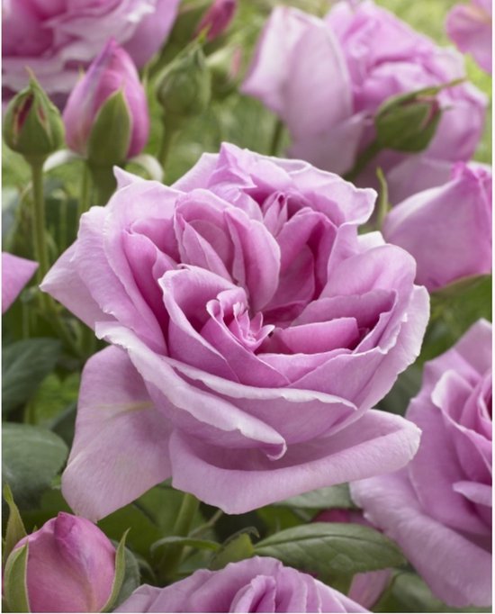 Rosa Li Parfum - Rozen | bol