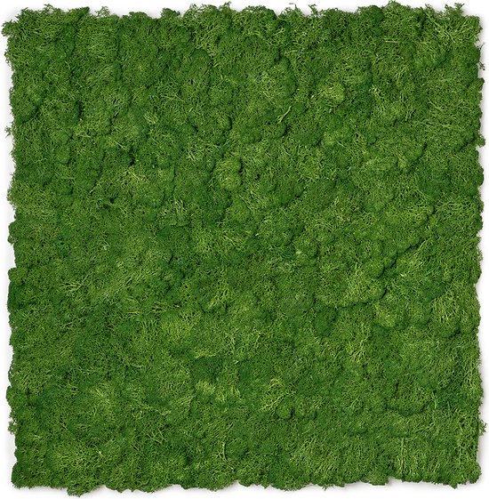 Mos wandpaneel - Donkergroen planten paneel - 60x60 cm | bol