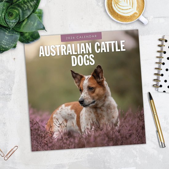 Australian Cattle Dog Kalender 2026 | bol