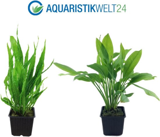 XL Aquariumplanten Set: 3 Verschillende, Eenvoudige Waterplanten voor ...