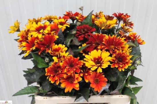 10x Heliopsis color wave 60cm | bol