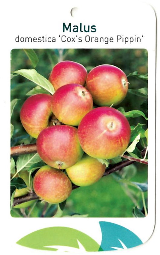 Oosterik home - Malus Domestica Cox s Orange Pippin | bol