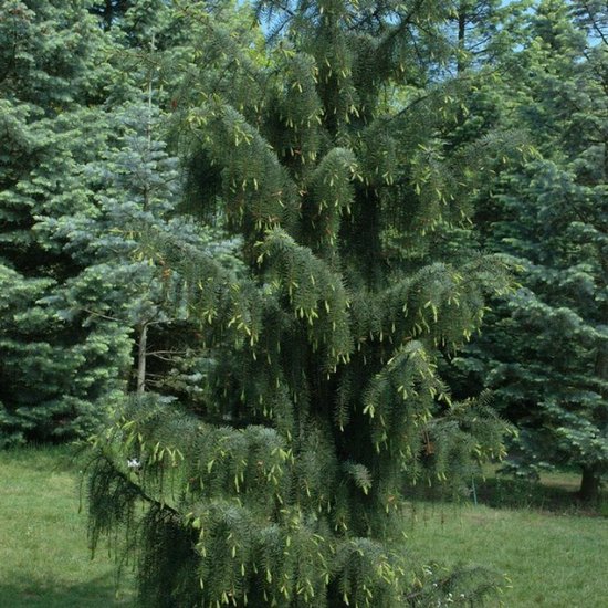 Plants Online - Haagplanten - Coniferen - Tuinplanten - Sier coniferen ...