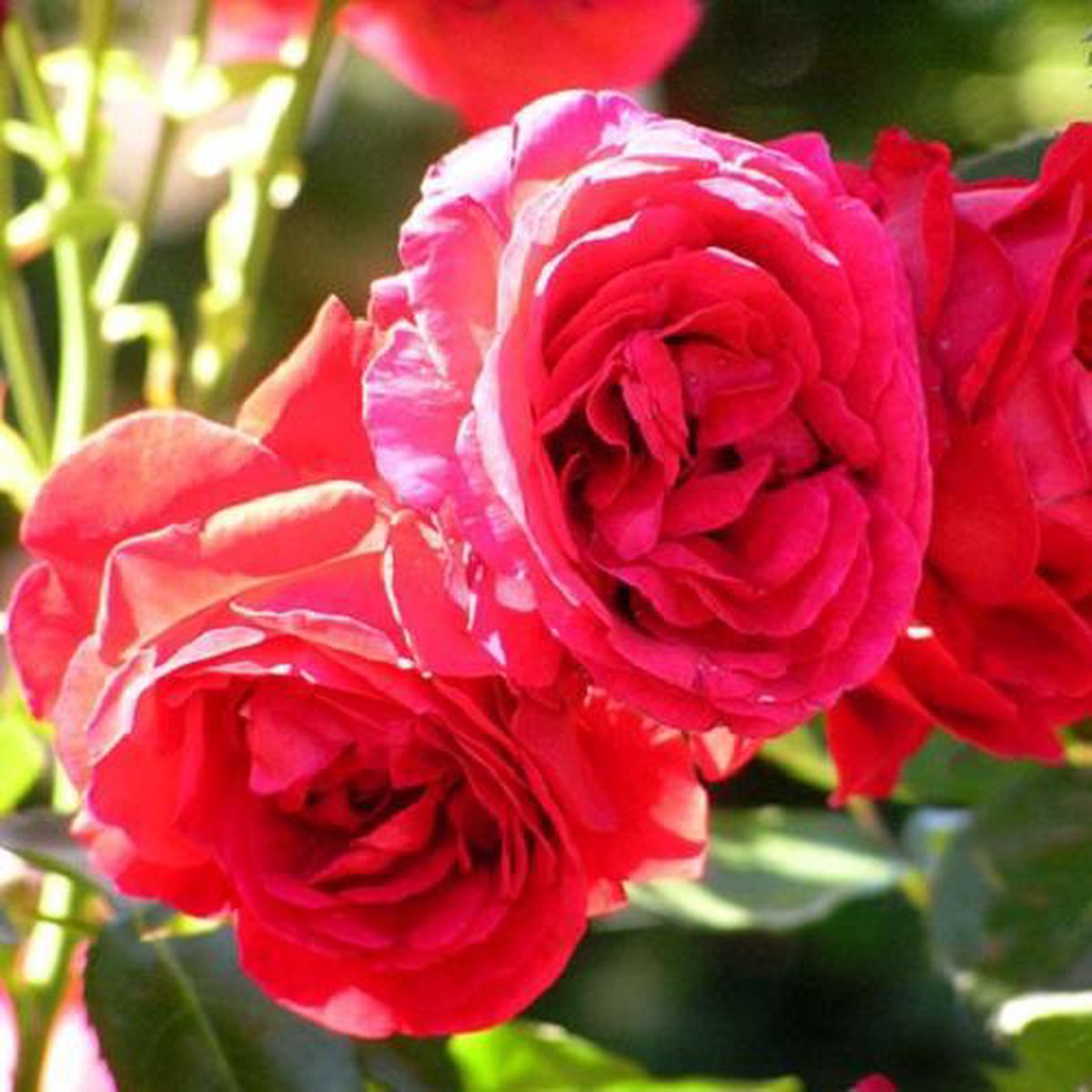 Sympathie (Klimroos) - Klimplant | Rood doorbloeiende Klimroos ...