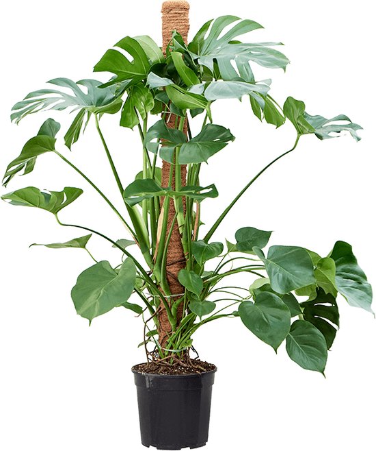 Monstera deliciosa Mosstok 150 110cm | bol