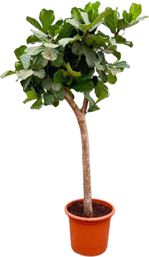 NatureNest - Tabaksplant XXL - Ficus Lyrata - 1 Stuk - 220 - 230cm | bol