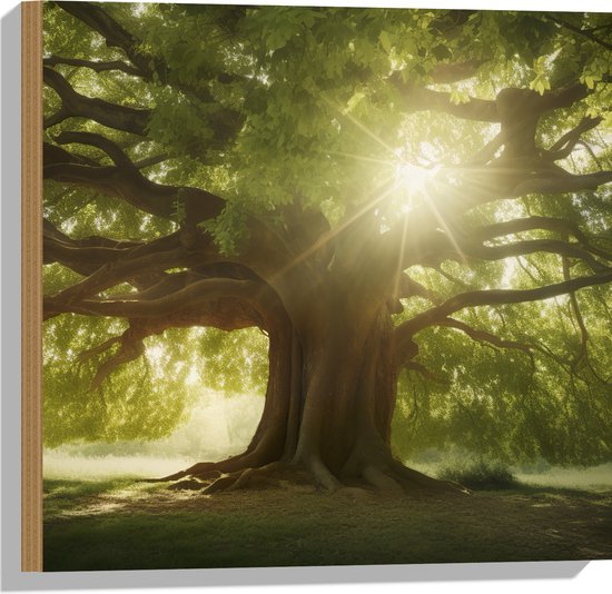 Hout - Boom - Landschap - Zon - Zonnestralen - 50x50 cm - 9 mm dik ...