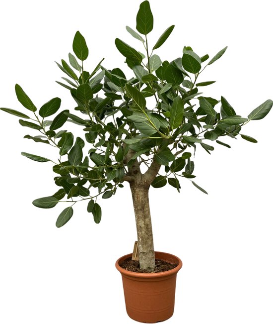 Ficus Benghalensis Audrey Bonsai stam - 180cm | bol