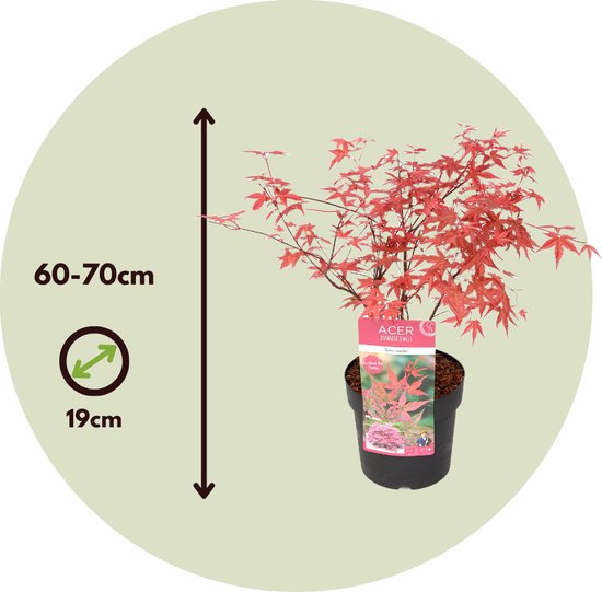 Plant in a Box - Acer palmatum ´Beni Maiko´ - Japanse Esdoorn boom ...