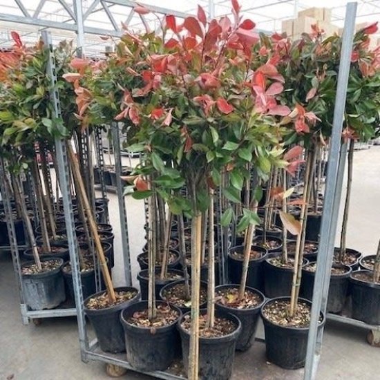 4 x Photinia Fraseri 'Red Robin' op stam - Glansmispel Boompje met stamhoogte 90cm | bol