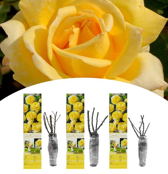 NatureNest - Trosroos - Rosa - Rozenstruik - Polyantha - Geel - 3 stuks ...