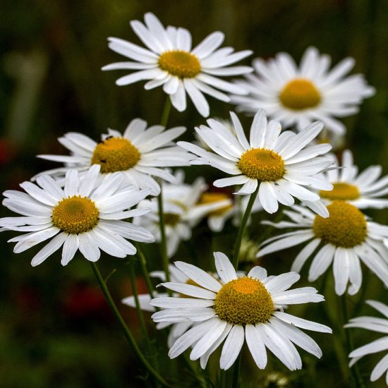 Borderpakket 'Green Divider with Dutch Native Happiness' - inheemse ...