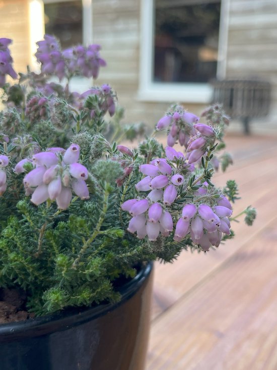 Gewone Dopheide Roze - 6 Stuks - Erica tetralix 'Tina' - 1.5L - Plant ...
