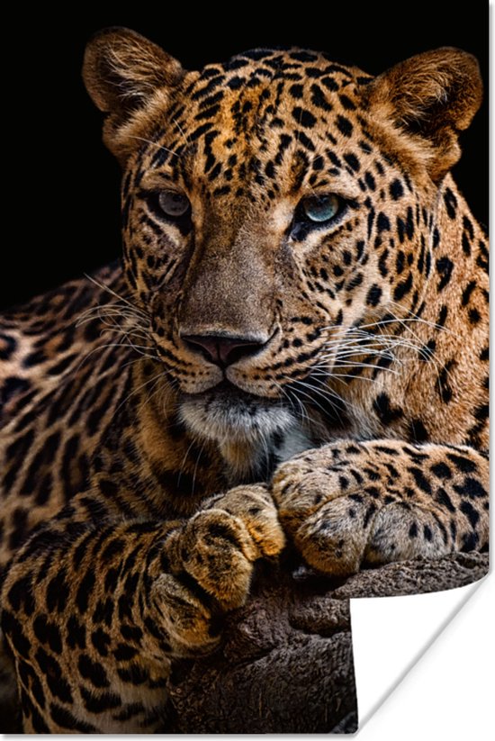 Poster Wilde dieren - Panter - Portret - Zwart - Dieren - 40x60 cm | bol