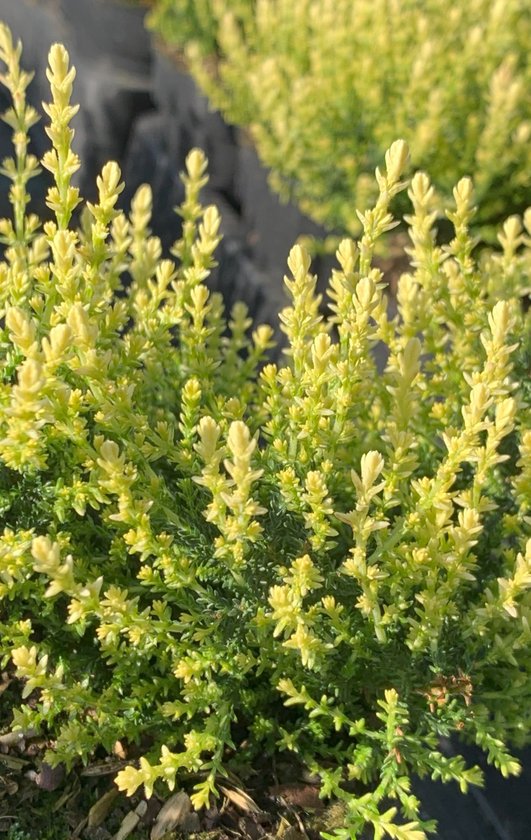 Zomerheide Witte Scheutjes - 10 Stuks - Calluna vulgaris 'Spring Cream ...