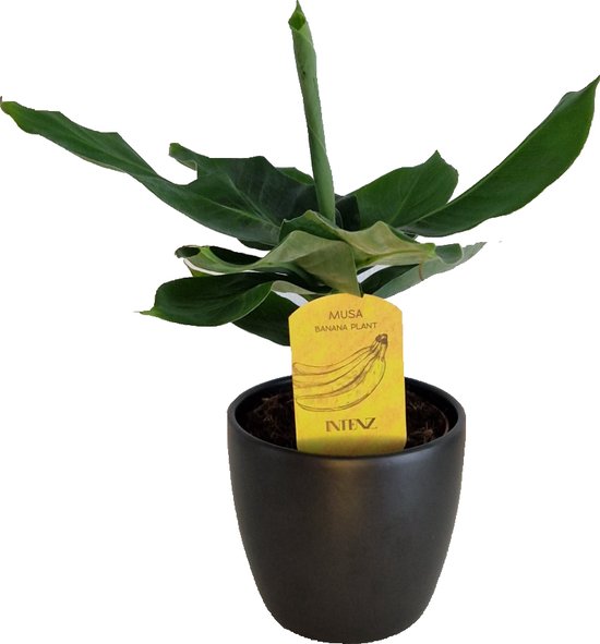 Bladrijkwinkelen- Musa Dwarf- Bananenplant- bananenplant kamerplant ...