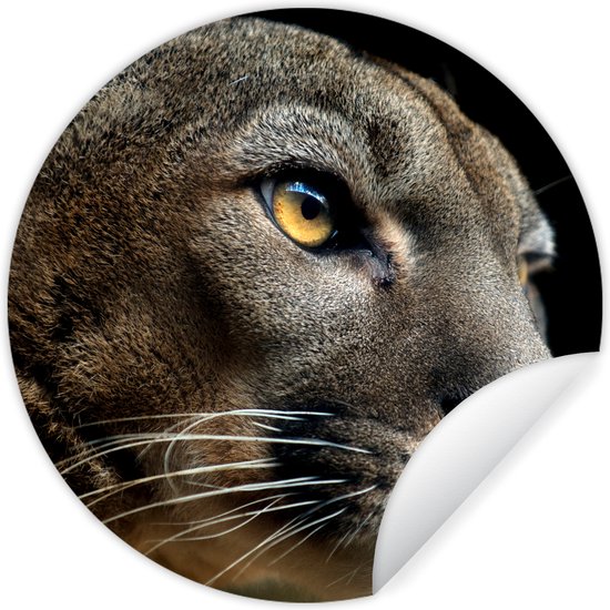 WallCircle - Muurstickers - Behangcirkel - Poema - Wilde dieren - Portret - ⌀ 140 cm -... | bol