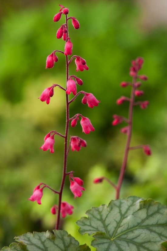 Plants Online - Tuinplanten - Vaste planten - Set van 10 - Heuchera ...