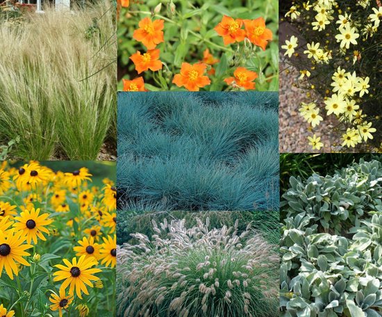 Borderpakket prairie border 24 planten (3,5m2) P9 Pot (9x9x10) | bol