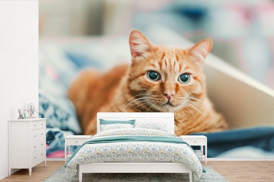 Behang - Fotobehang Kat - Kleding - Kast - Breedte 600 cm x hoogte 400 ...