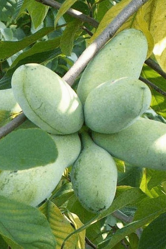 AMITIS Pawpaw boom - Asima triloba - 150-200cm - Jonge vruchtboom | bol