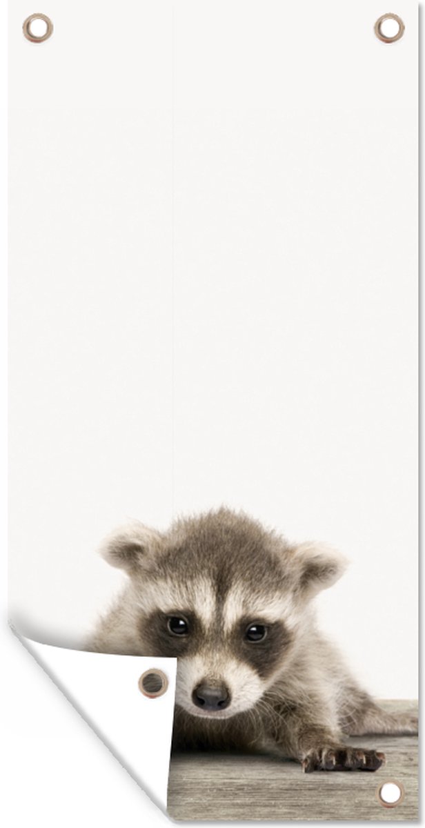 Schuttingposter Babykamer - Wasbeer jong - Baby wasbeertje ...