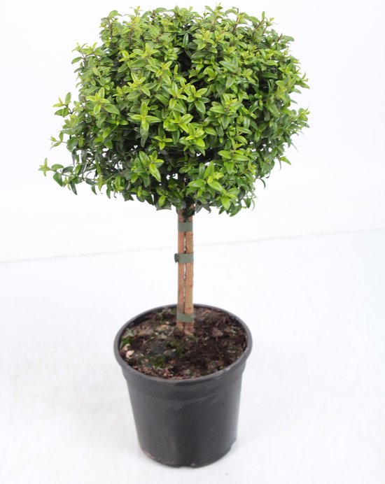 Myrtus communis - Myrte boompje - bol op stam - potmaat 15 cm ...